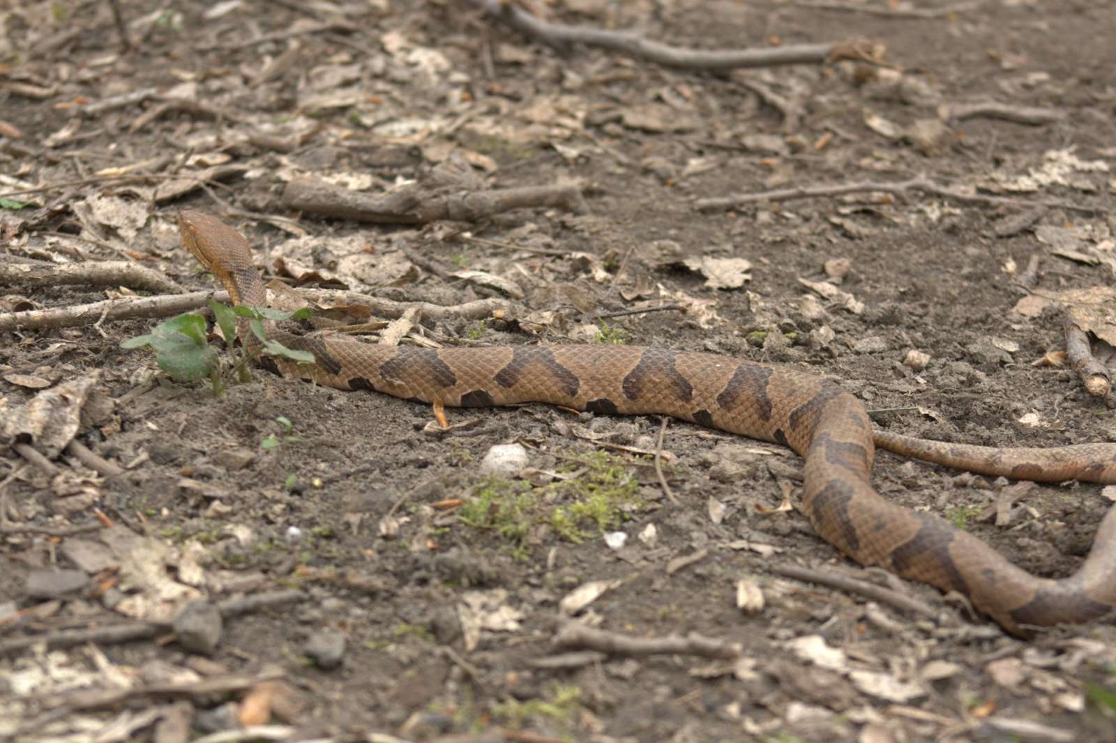 Virginia's Venomous Snakes: Identification and Safety Tips - SouthSide ...