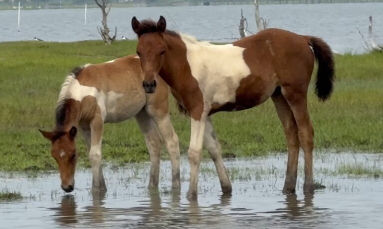Chincoteague Pony – History and What Makes the Breed Unique - SouthSide ...